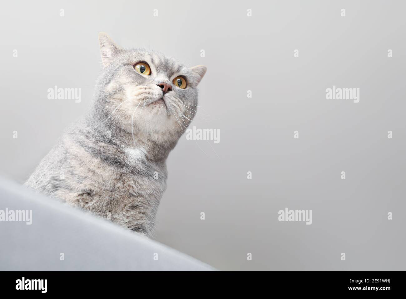 Cute curious cat at home Stock Photo - Alamy