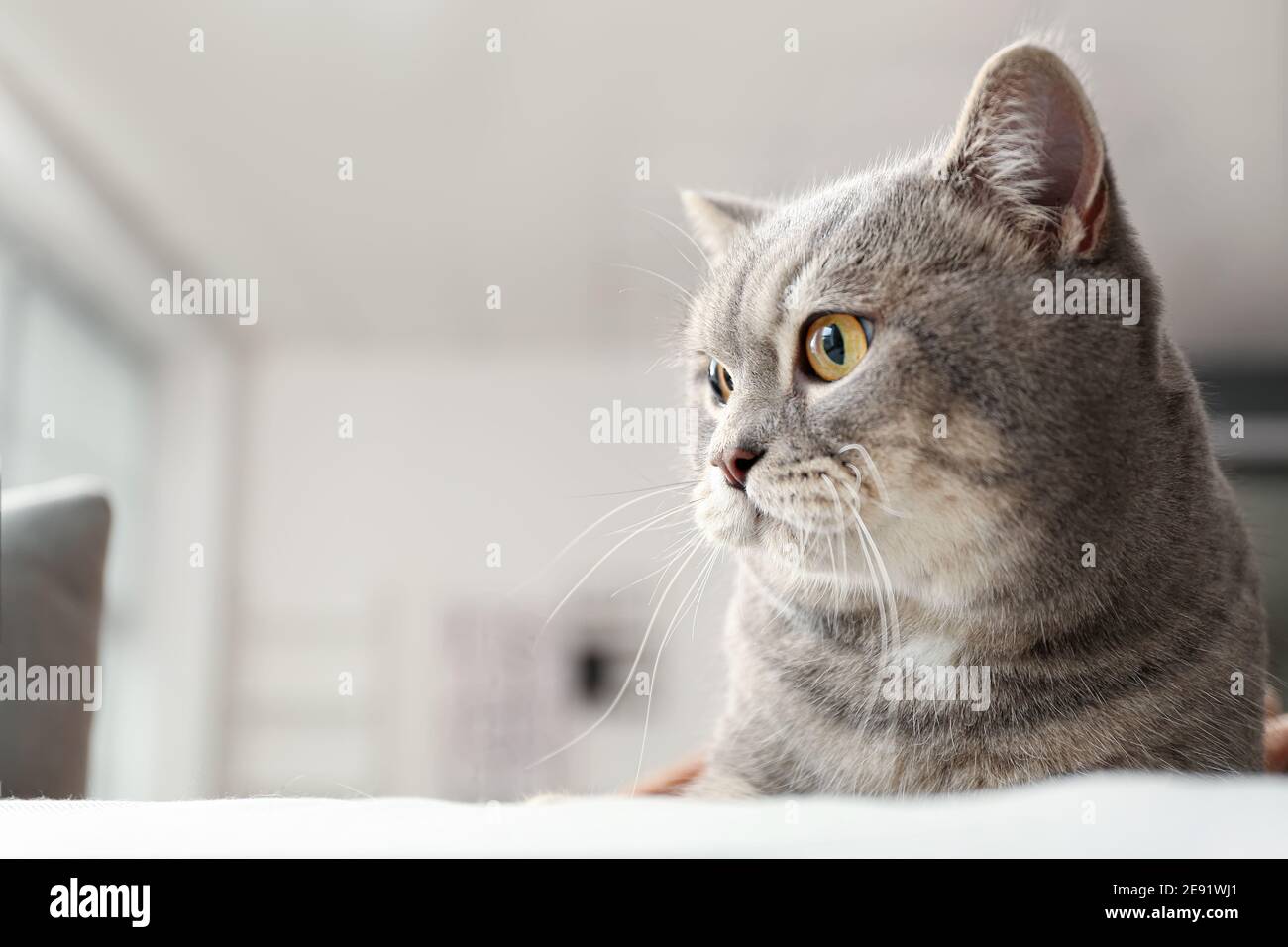 Cute curious cat at home Stock Photo - Alamy