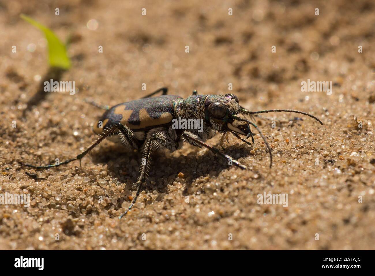 Big bug trail hi-res stock photography and images - Alamy