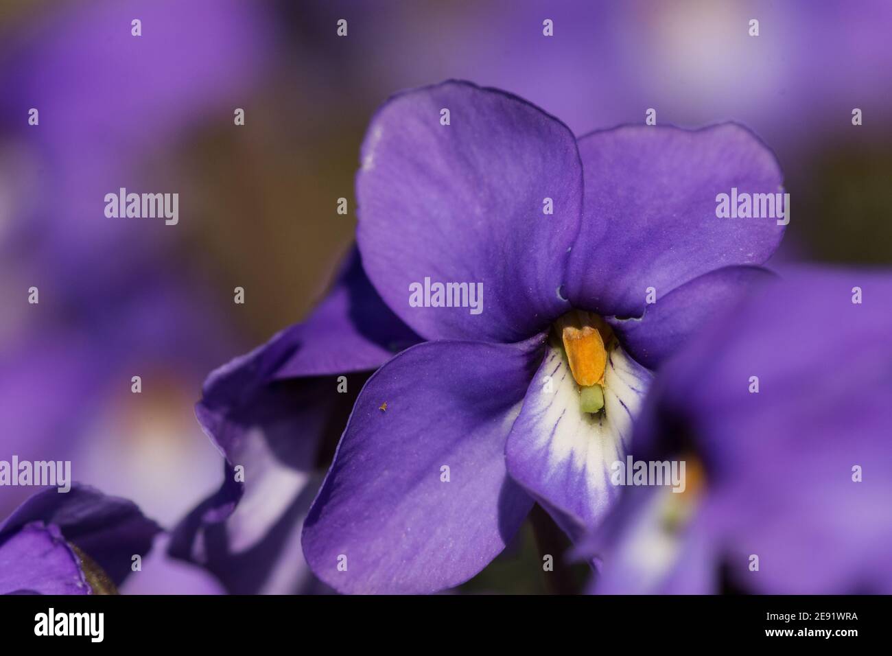Bird's Foot Violet, Viola pedata wildflower along a trail in Wisconsin ...