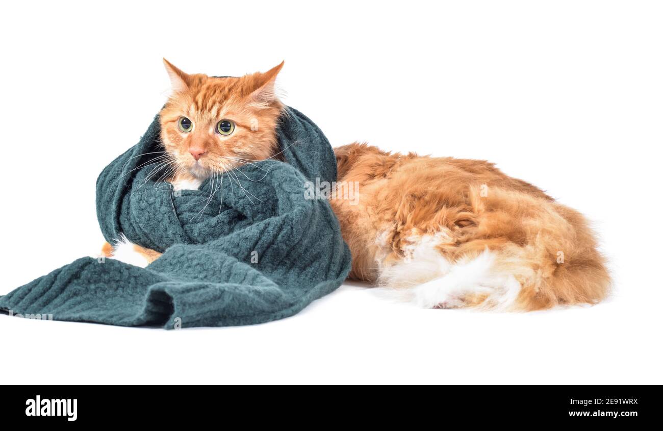 Cute cat with warm scarf on white background. Concept of heating season ...