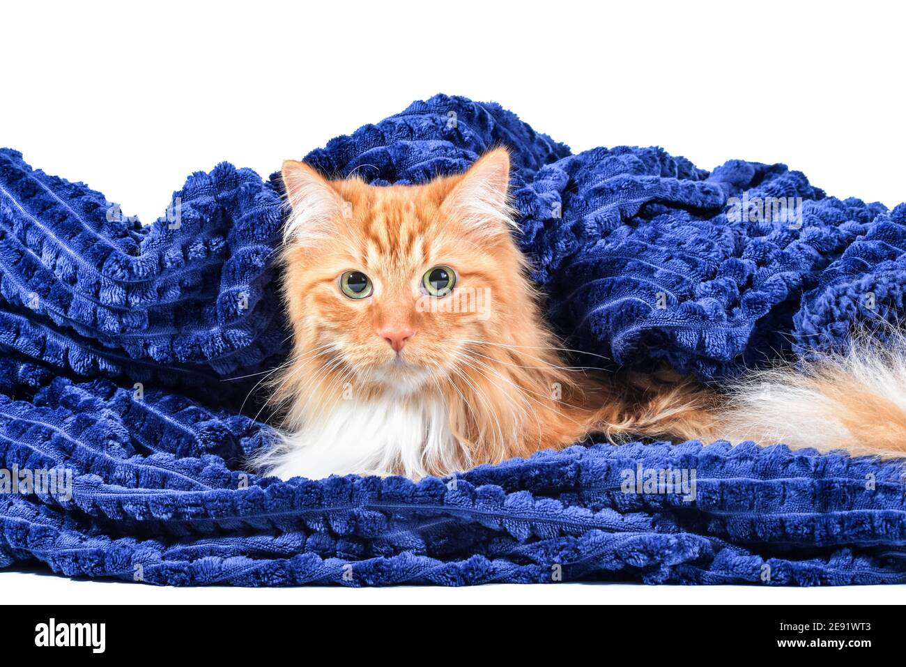 Cute cat with warm plaid on white background. Concept of heating season ...