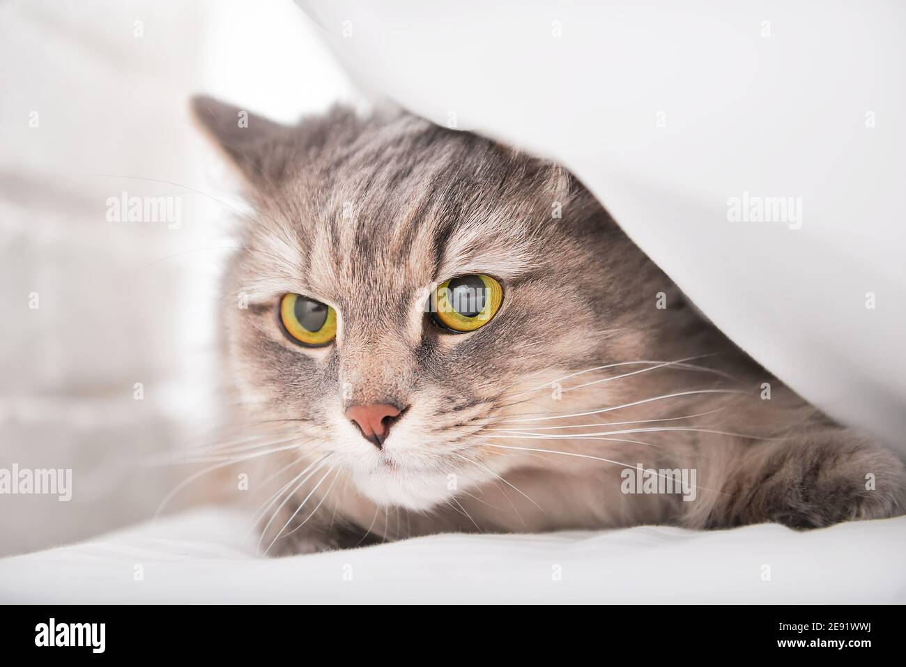Cute cat under duvet on bed. Concept of heating season Stock Photo - Alamy
