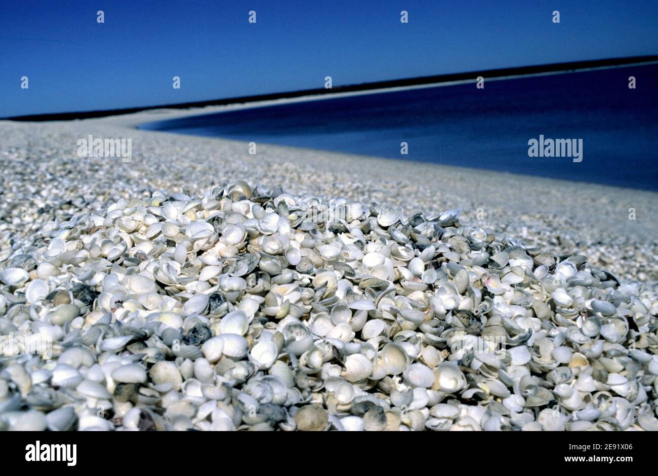 Sea Shells, Shell Beach, Northwest Australia Stock Photo - Alamy