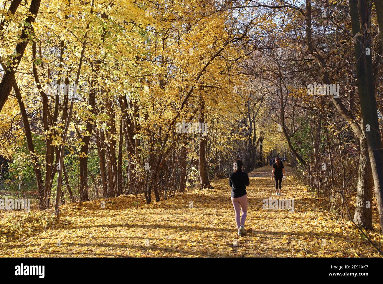 Tree lined recreational trail with brilliant fall colors Stock Photo ...