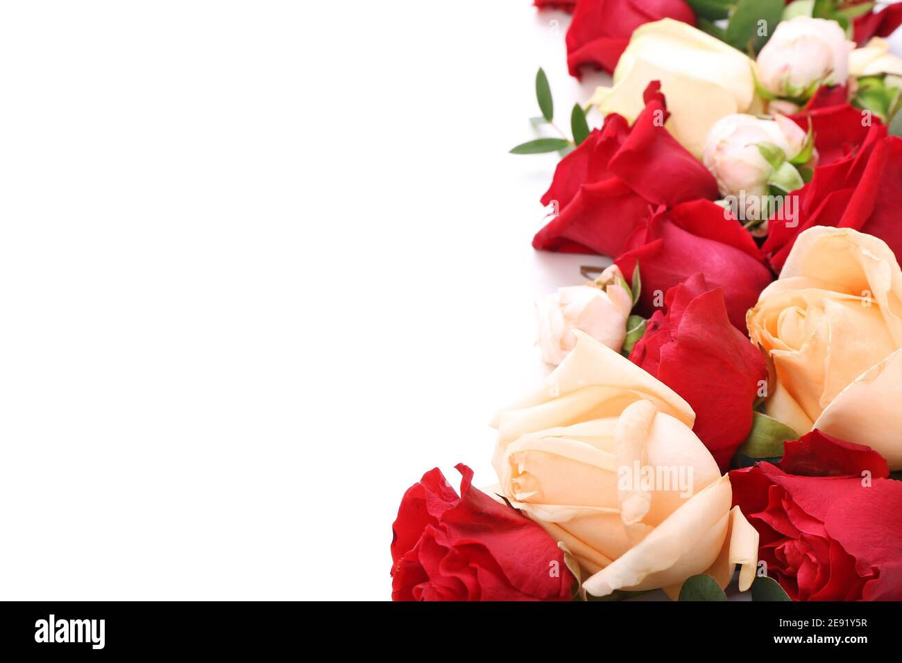 Beautiful fresh roses on white background Stock Photo - Alamy