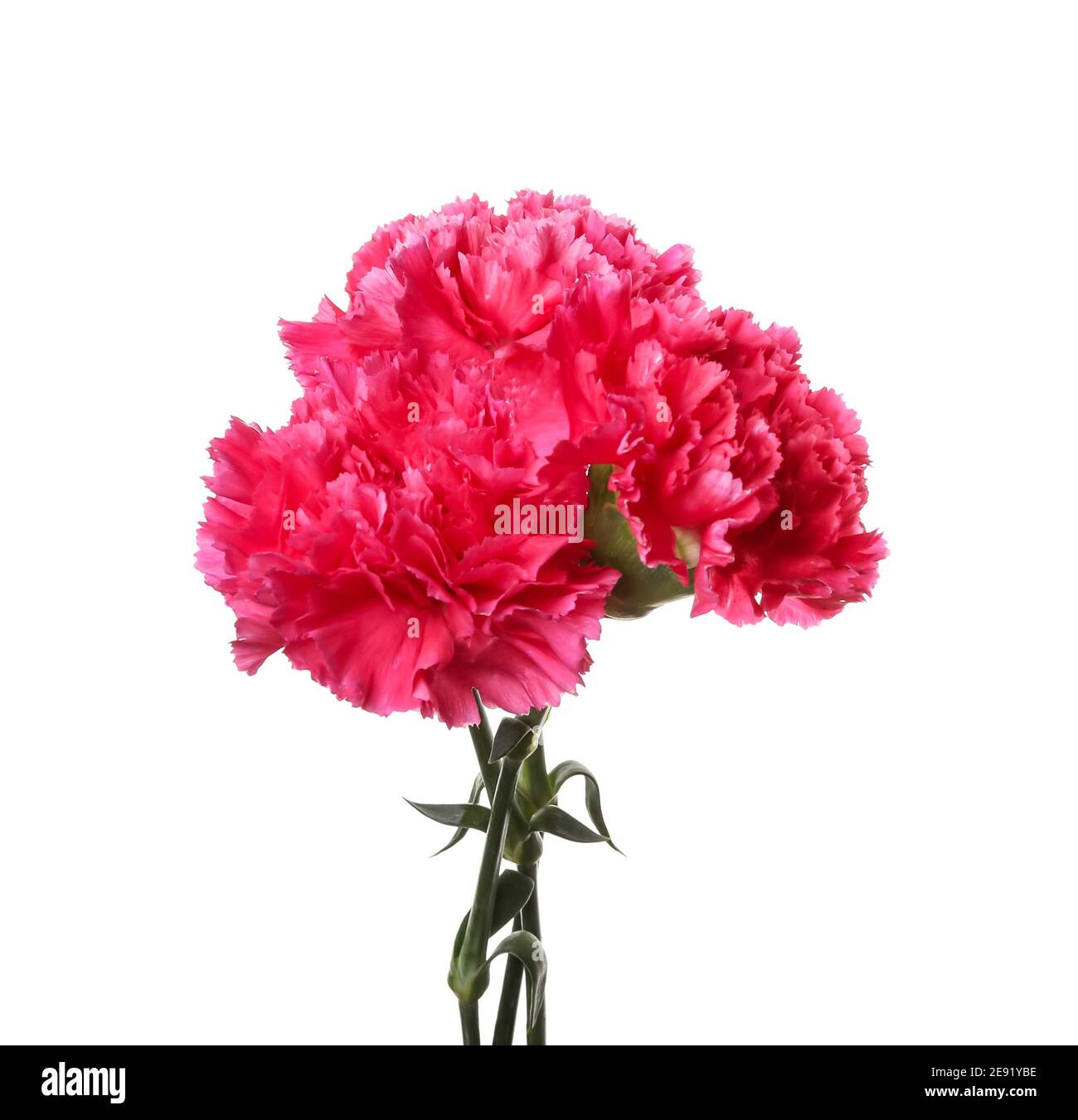 Beautiful carnation flowers on white background Stock Photo - Alamy
