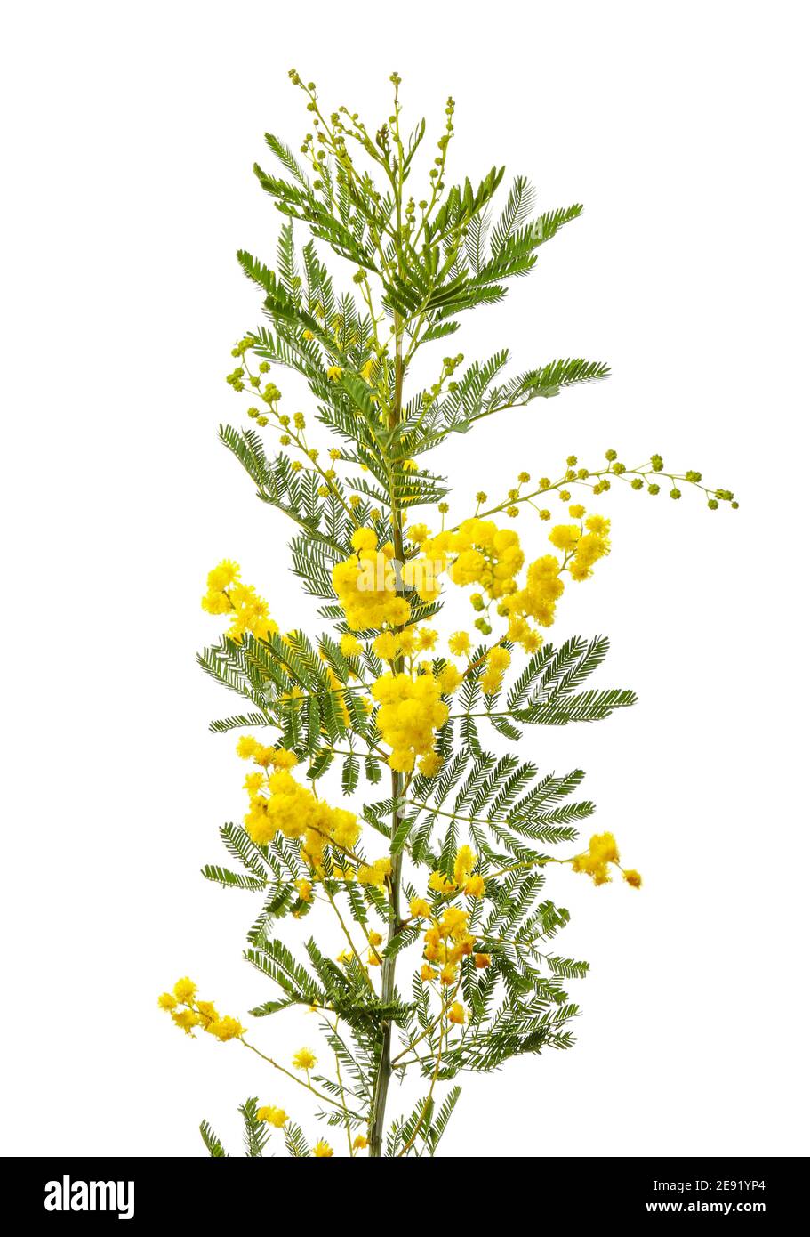 Branch of blooming mimosa bush on white background. International Women ...