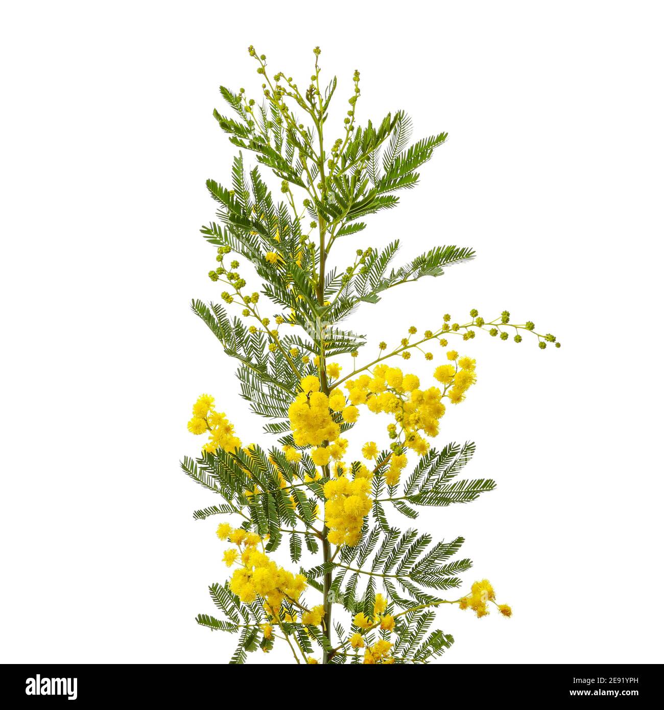 Mimosa bush hi-res stock photography and images - Alamy