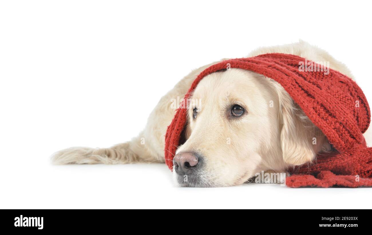 Cute dog with warm scarf on white background. Concept of heating season ...