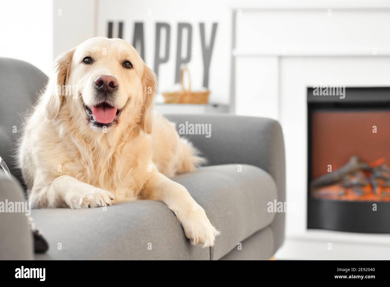 Cute dog lying on sofa in room with fireplace. Concept of heating ...