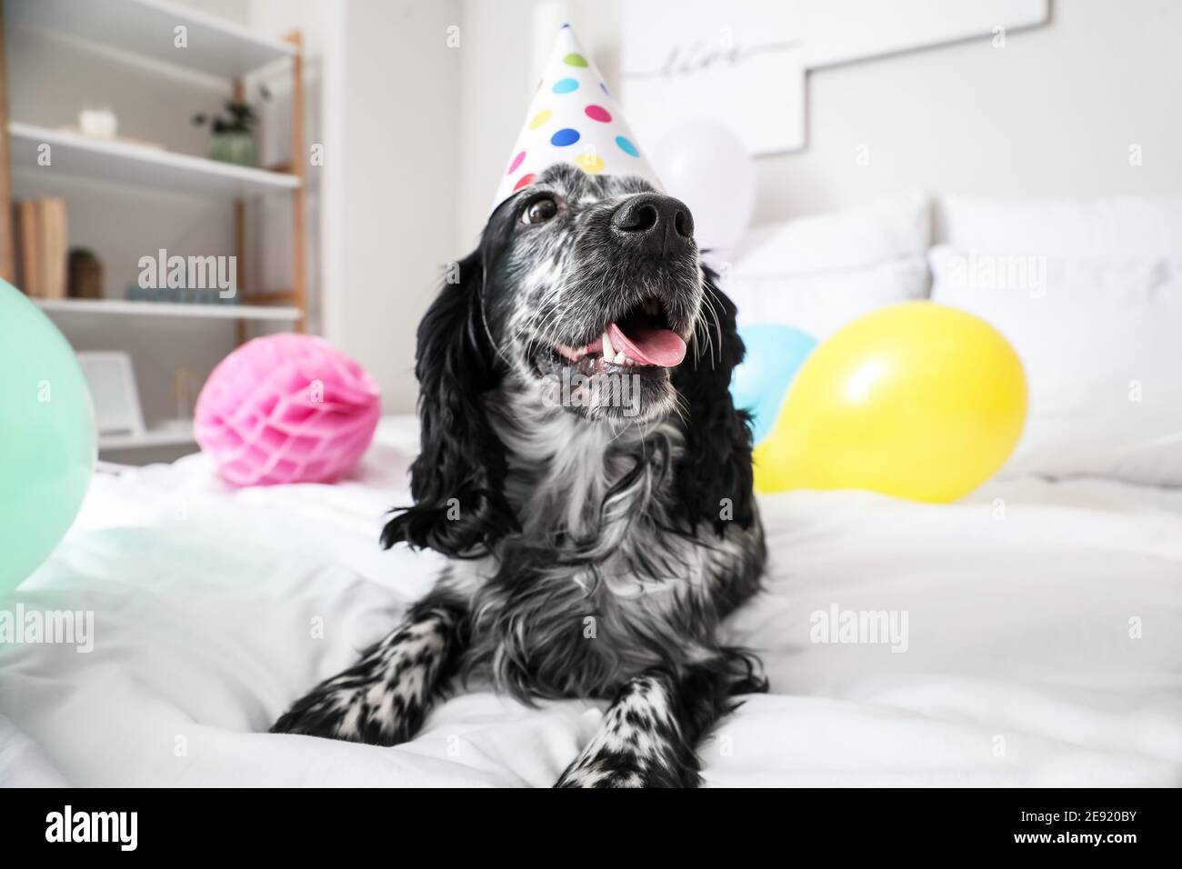 Cute dog celebrating birthday at home Stock Photo - Alamy