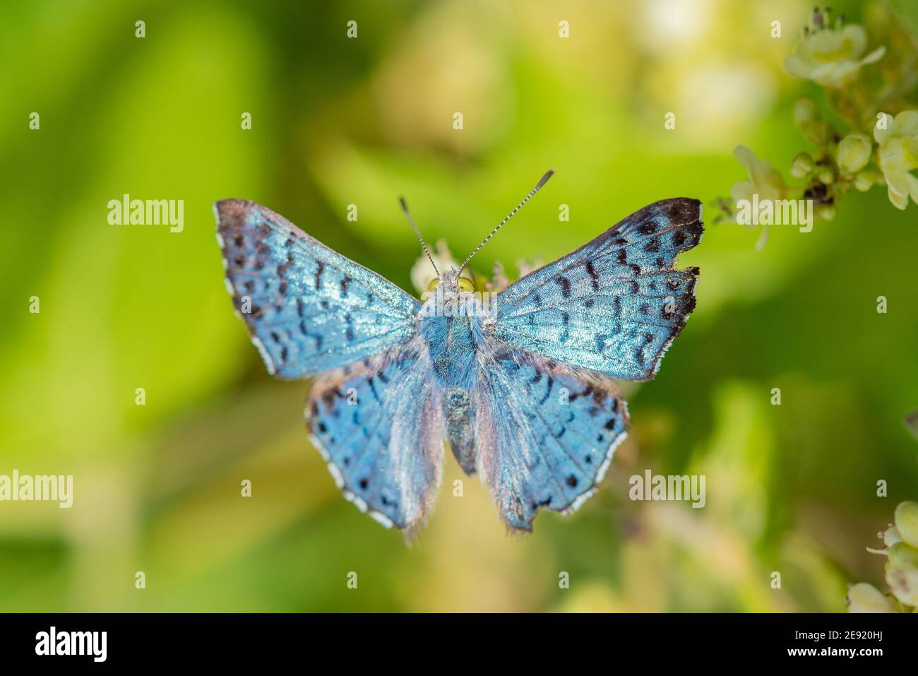 Blue metalmark butterfly hi-res stock photography and images - Alamy