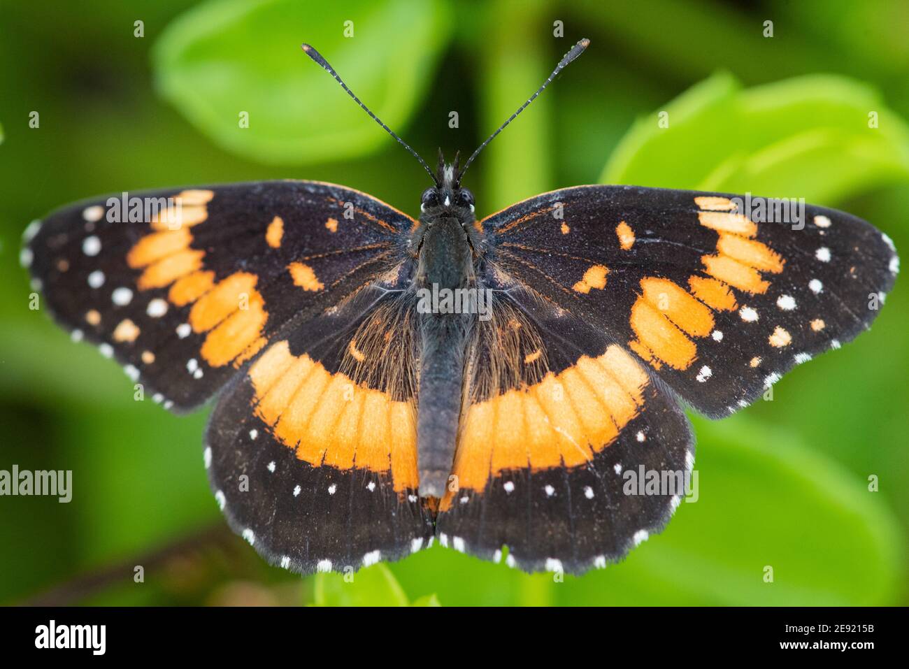 Bordered patch butterfly hi-res stock photography and images - Alamy
