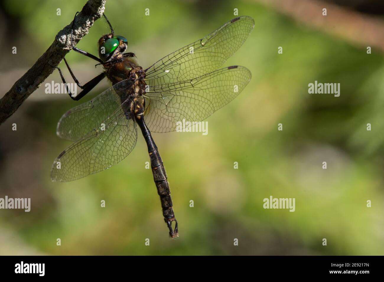 Brush-tipped Emerald Dragonfly hanging from a branch in Door County ...