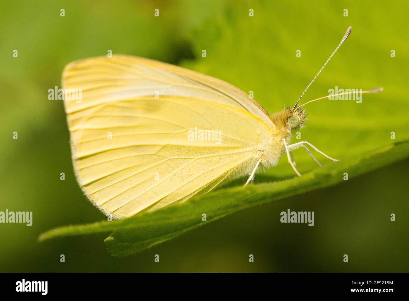 Cabbage White Butterfly Stock Photo - Alamy