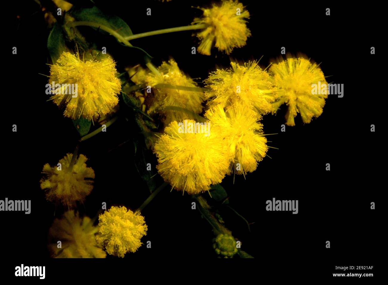 Spiny Hedge Wattle (Acacia Paradoxa) has these pretty balls of golden ...