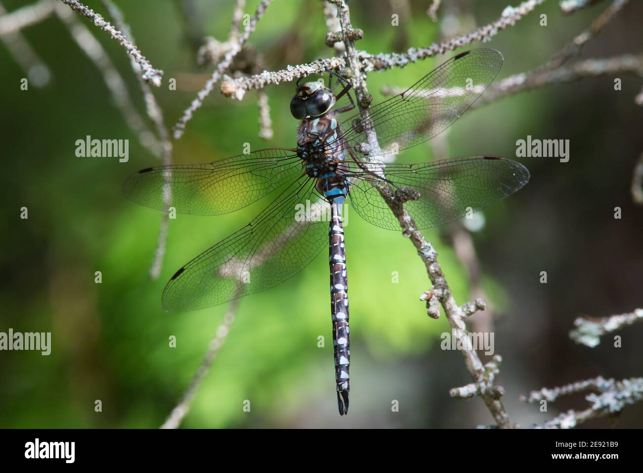 Canada Darner dragonfly hanging from a branch in a bog Stock Photo - Alamy