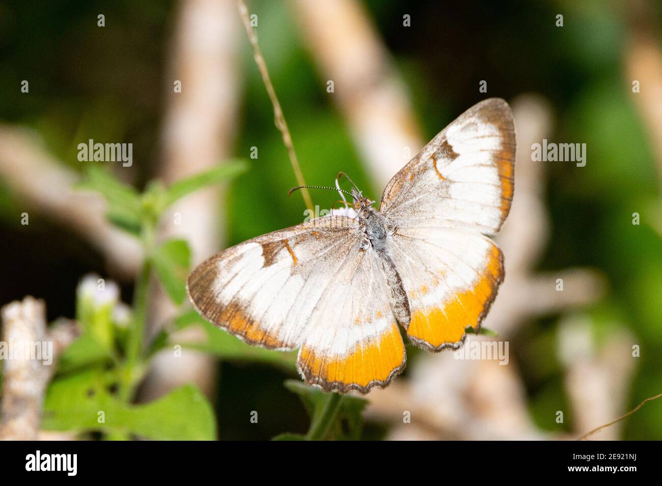 A Common Mestra butterfly feeding from a wildflower in the LRGV Stock ...