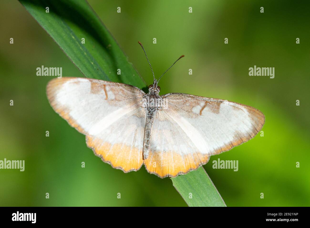 Mestra dorcas hi-res stock photography and images - Alamy