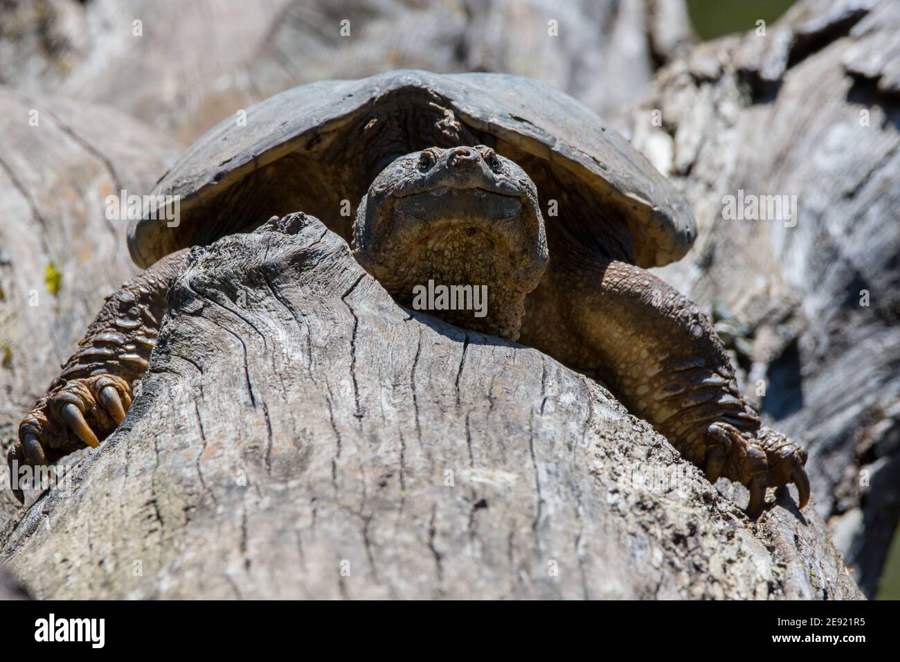 A Common Snapping Turtle basking on a log in the Milwaukee River Stock ...