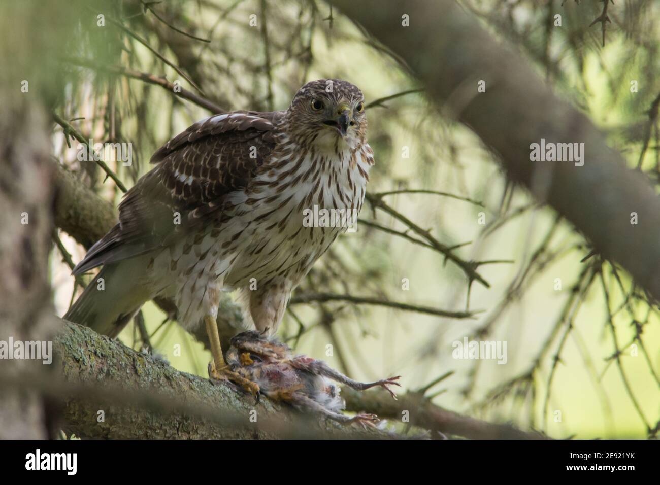 Juvenile american robin hi-res stock photography and images - Alamy