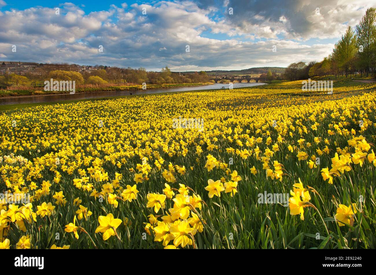 A display of Spring yellow Daffodils on the banks of the River Dee ...