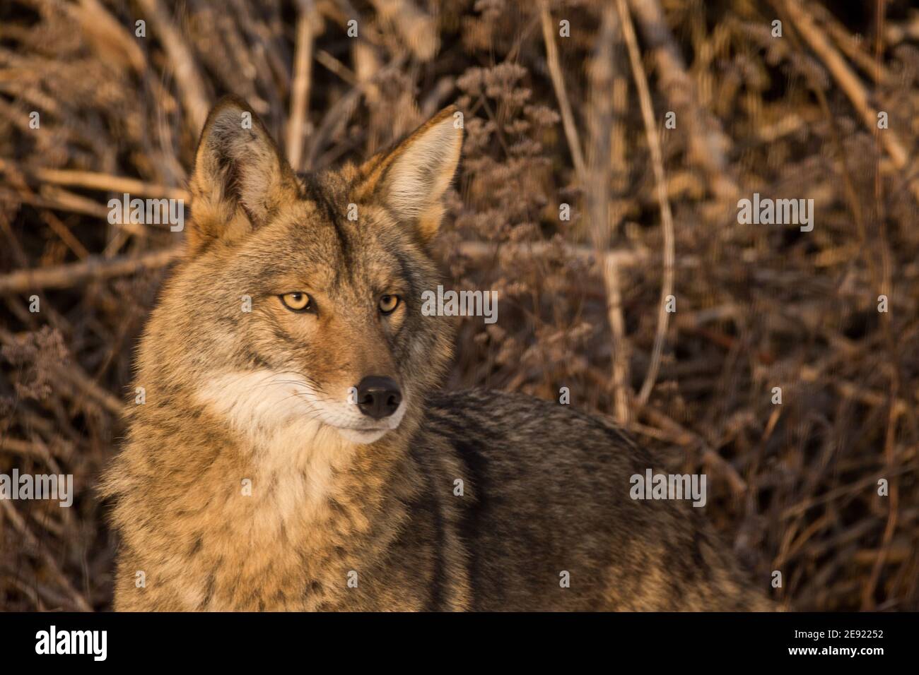 Wisconsin coyote hi-res stock photography and images - Alamy