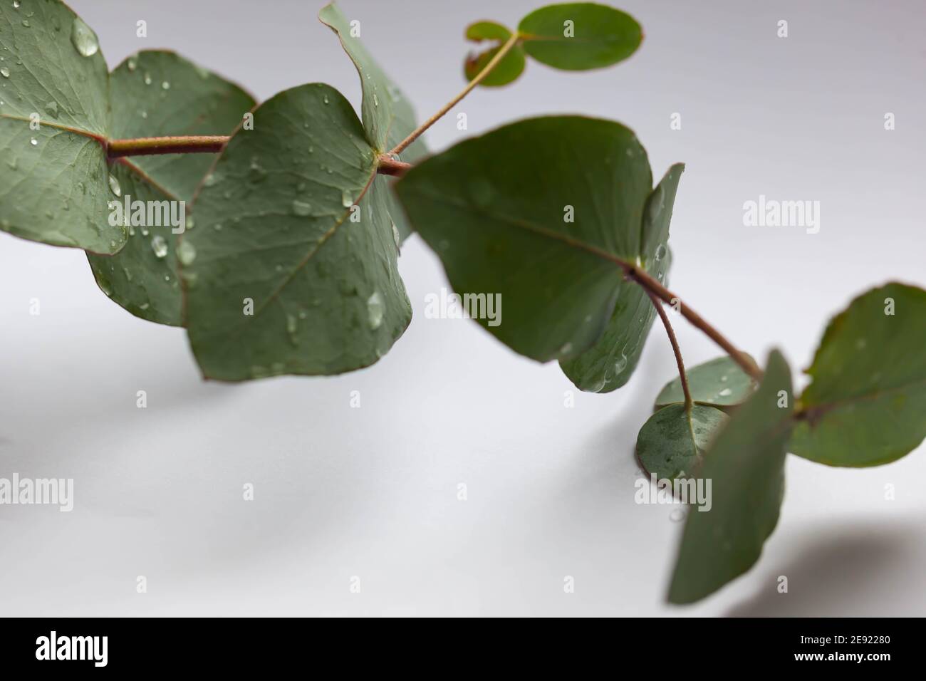 Leaf stem on a White Background Stock Photo - Alamy
