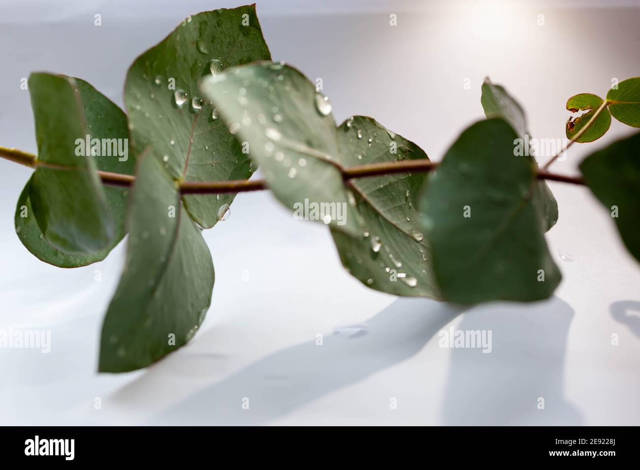 Botanics - A Leaf stem and shadow on a White Background Stock Photo - Alamy