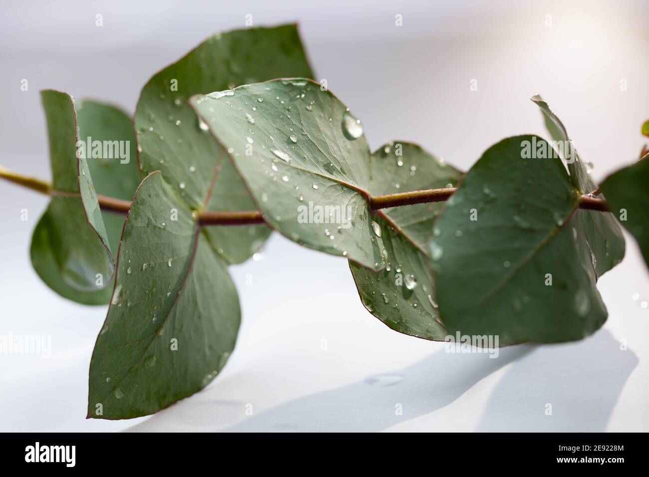 Wet Leaf detail on a White Background Stock Photo - Alamy