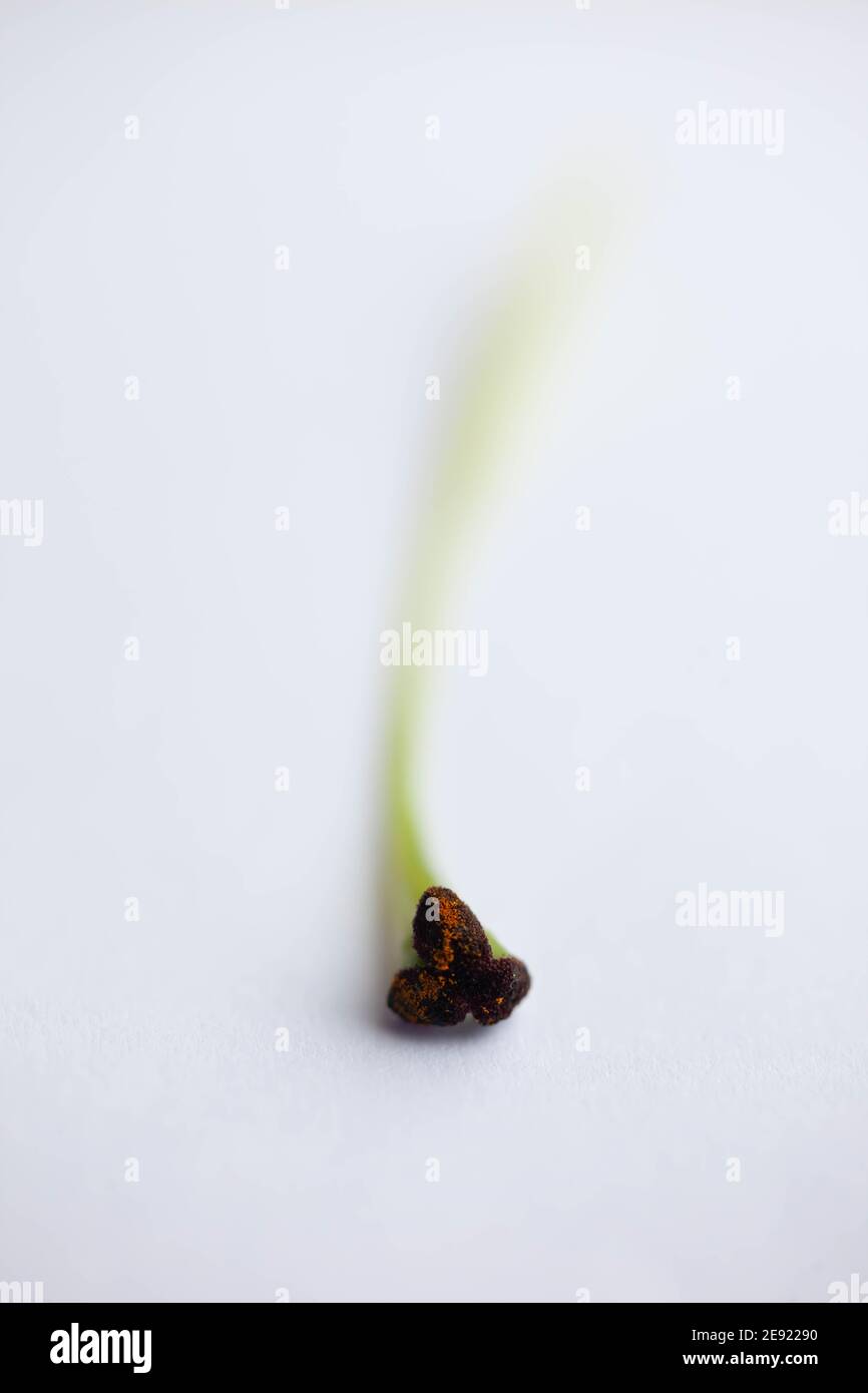 Anatomy of a lily - A Macro of an Oriental lily Stigma on a White ...