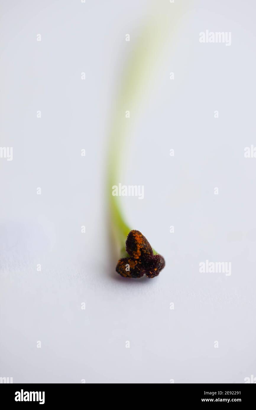 Stigma anatomy hi-res stock photography and images - Alamy