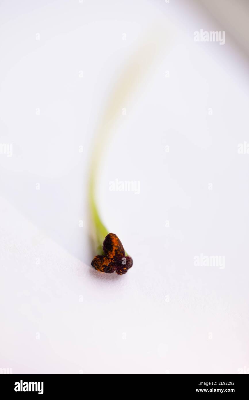 Stigma anatomy hi-res stock photography and images - Alamy