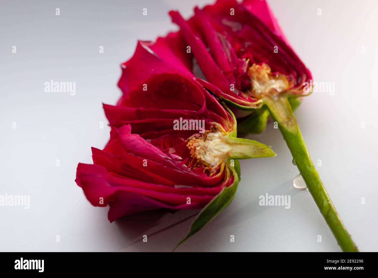 High Resolution macro of a Red Rose in two halves Stock Photo - Alamy