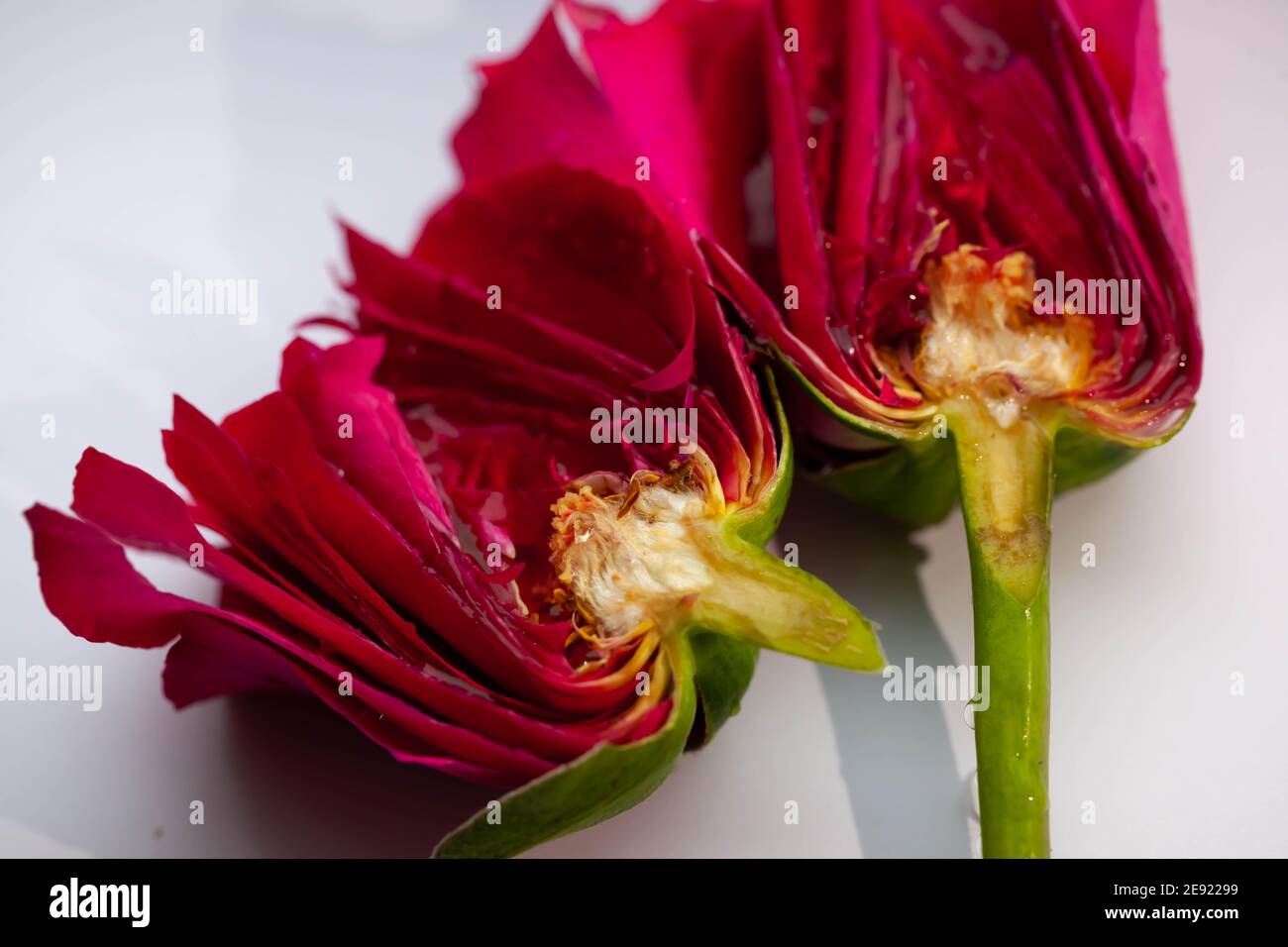Macro detail of a dissected Red Rose Stock Photo - Alamy