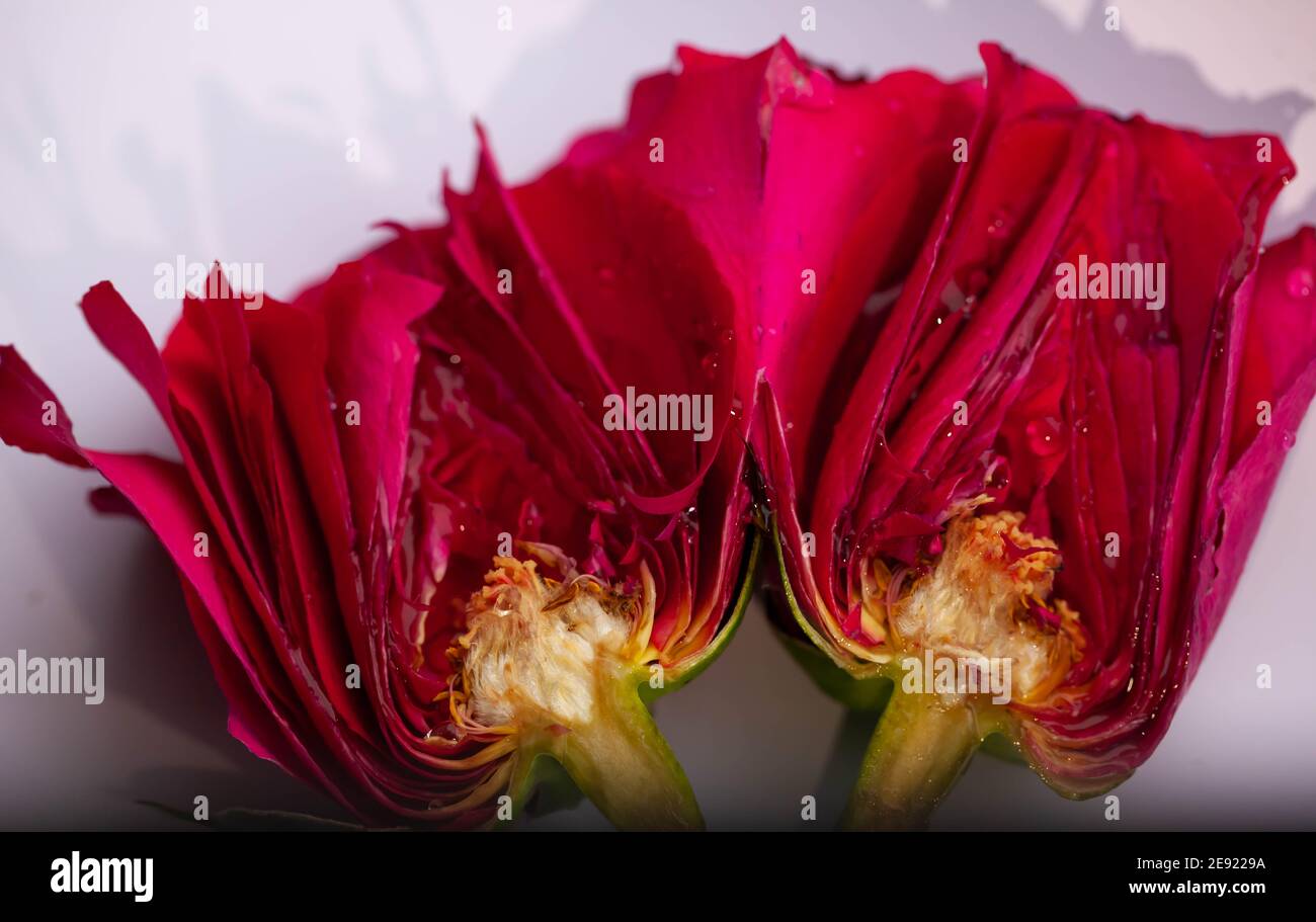 Rose plant cross section hi-res stock photography and images - Alamy