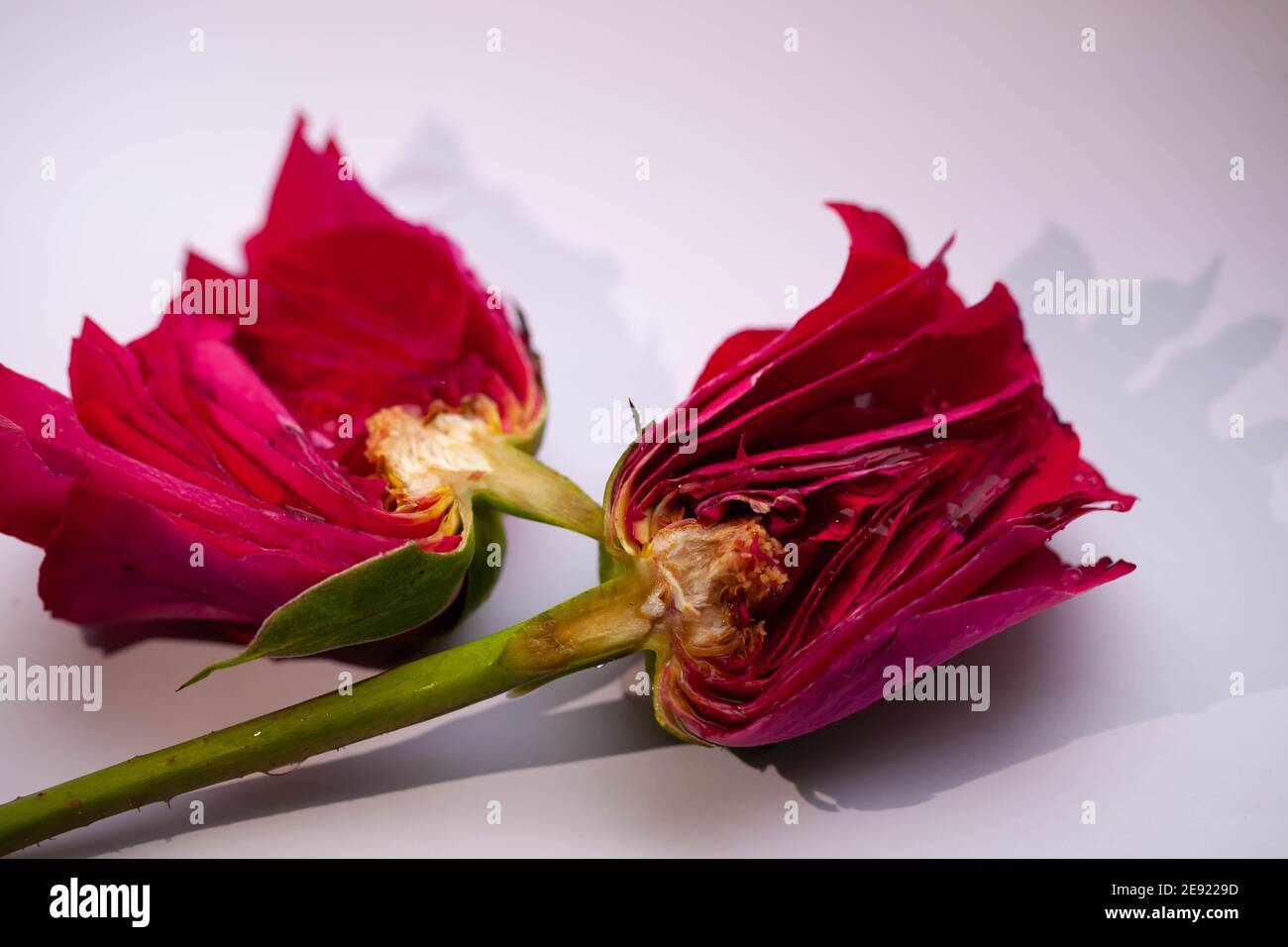Raindrops red rose no people hi-res stock photography and images - Alamy