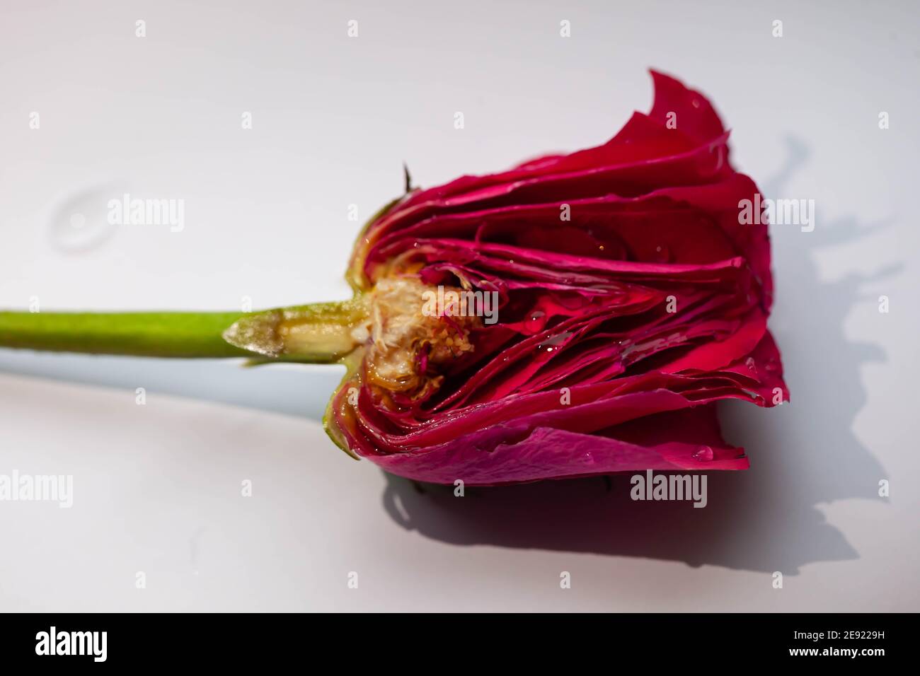 Macro of a Single Red Rose (Half-Section Stock Photo - Alamy