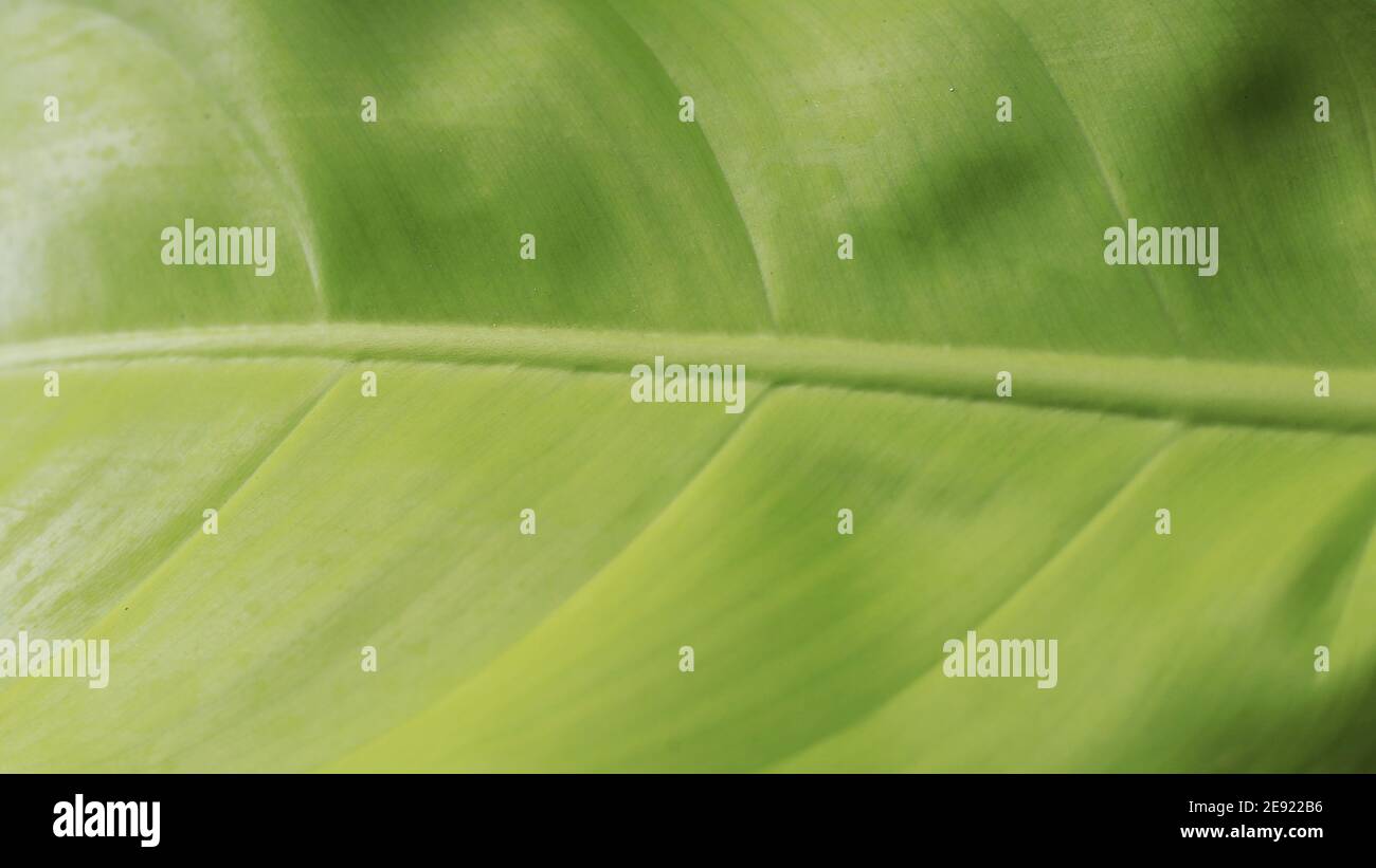 close up leaf texture showing leaf vein details. green environmental ...
