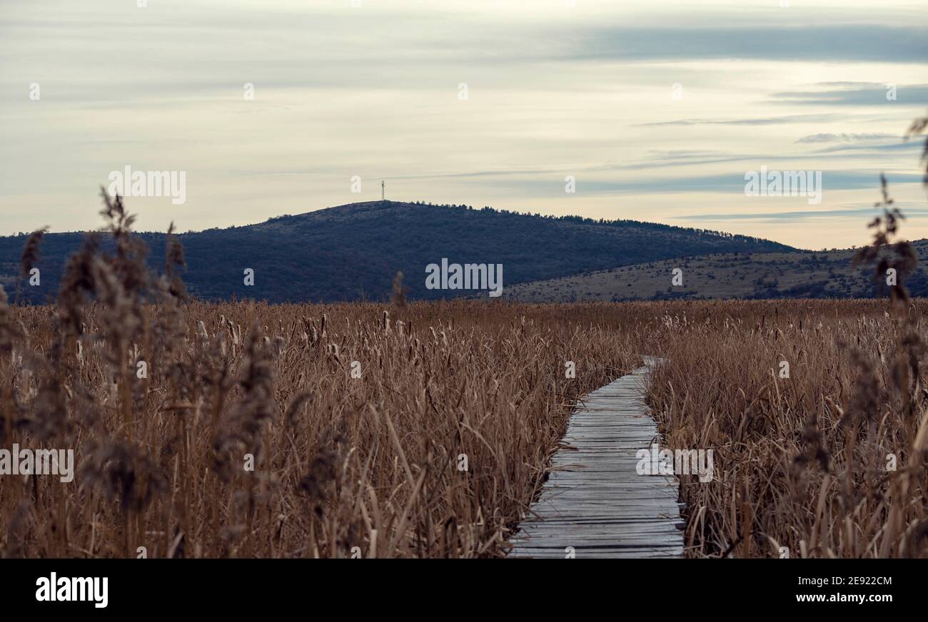 Dried reeds and wooden pathway in a swamp in late winter Protected ...