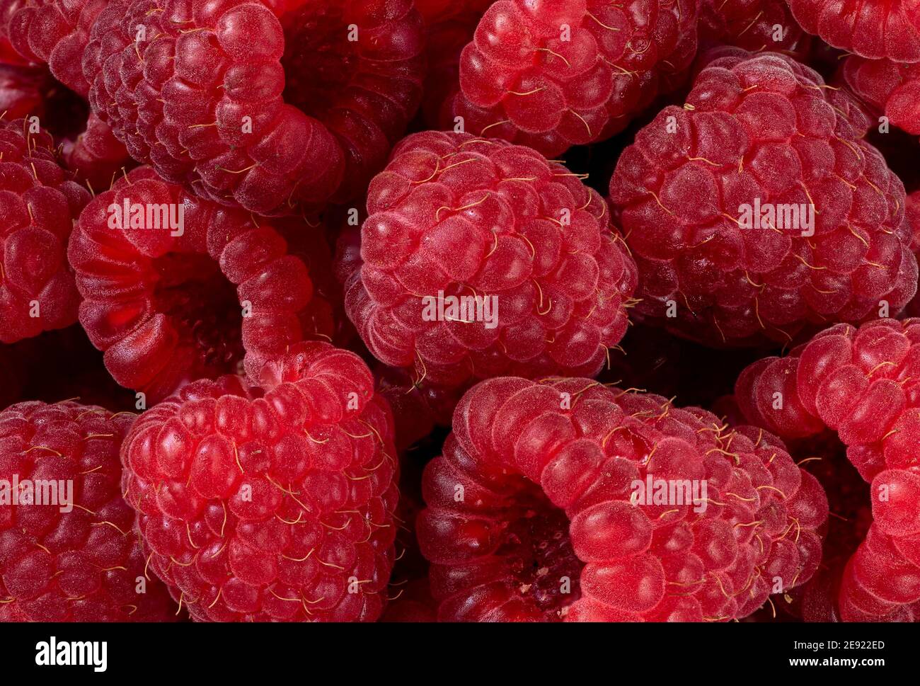Many raspberries in a plate on a black background Stacked image Still ...