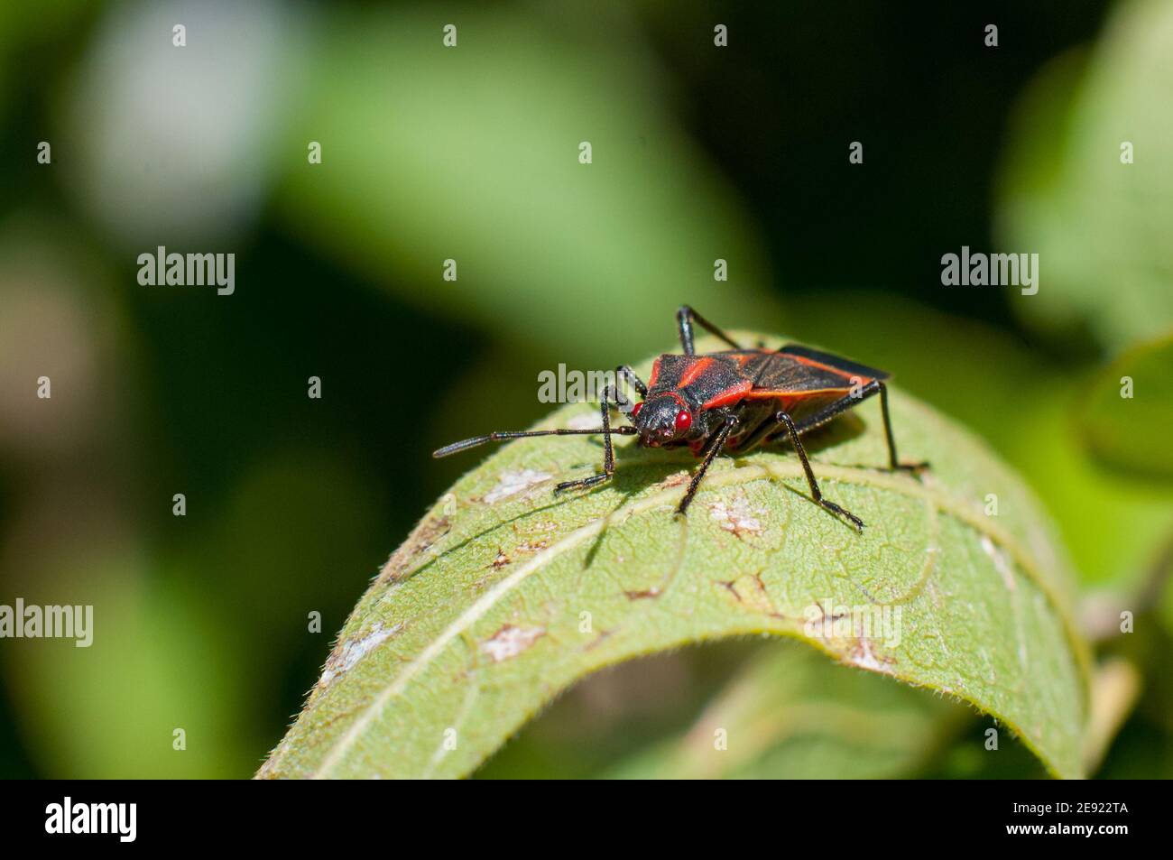 Eastern Boxelder Bug Stock Photo - Alamy