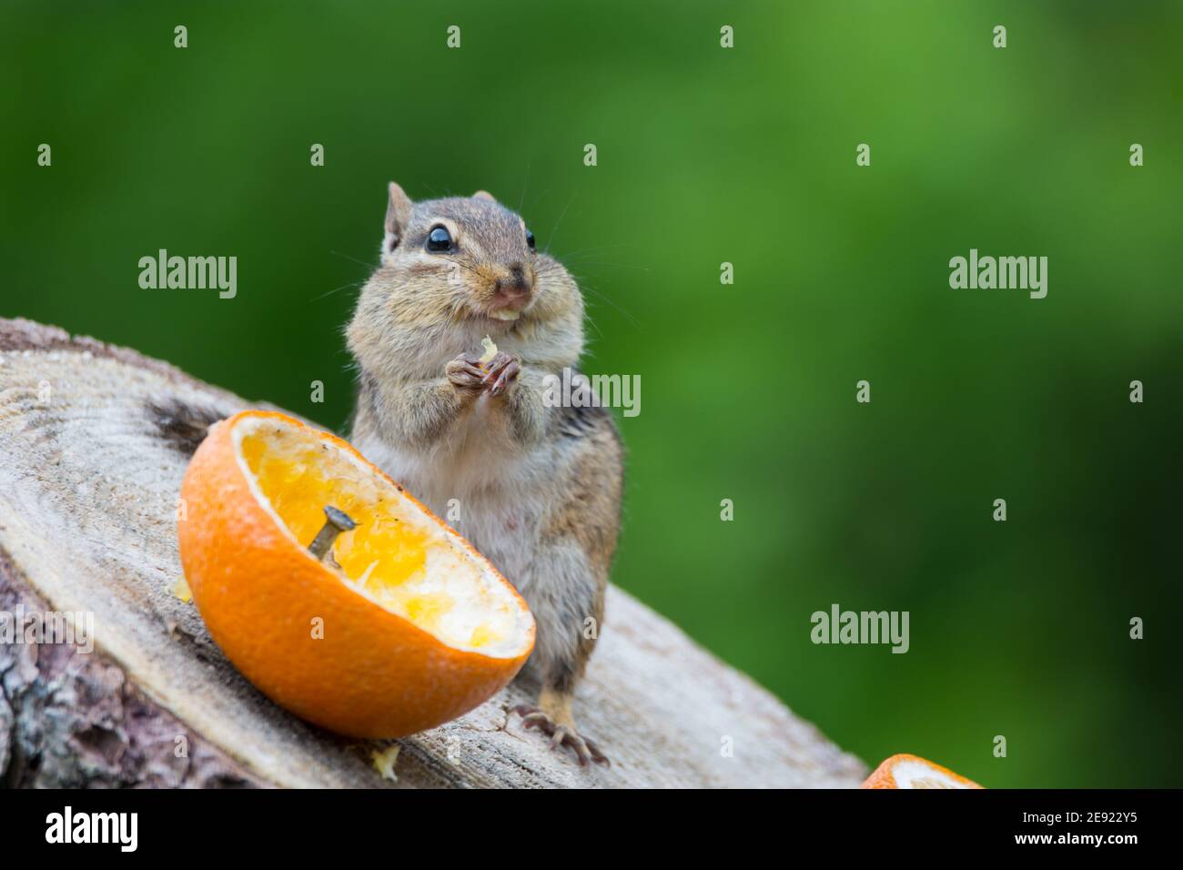 Eastern Chipmunk eating from an orange on a log Stock Photo - Alamy