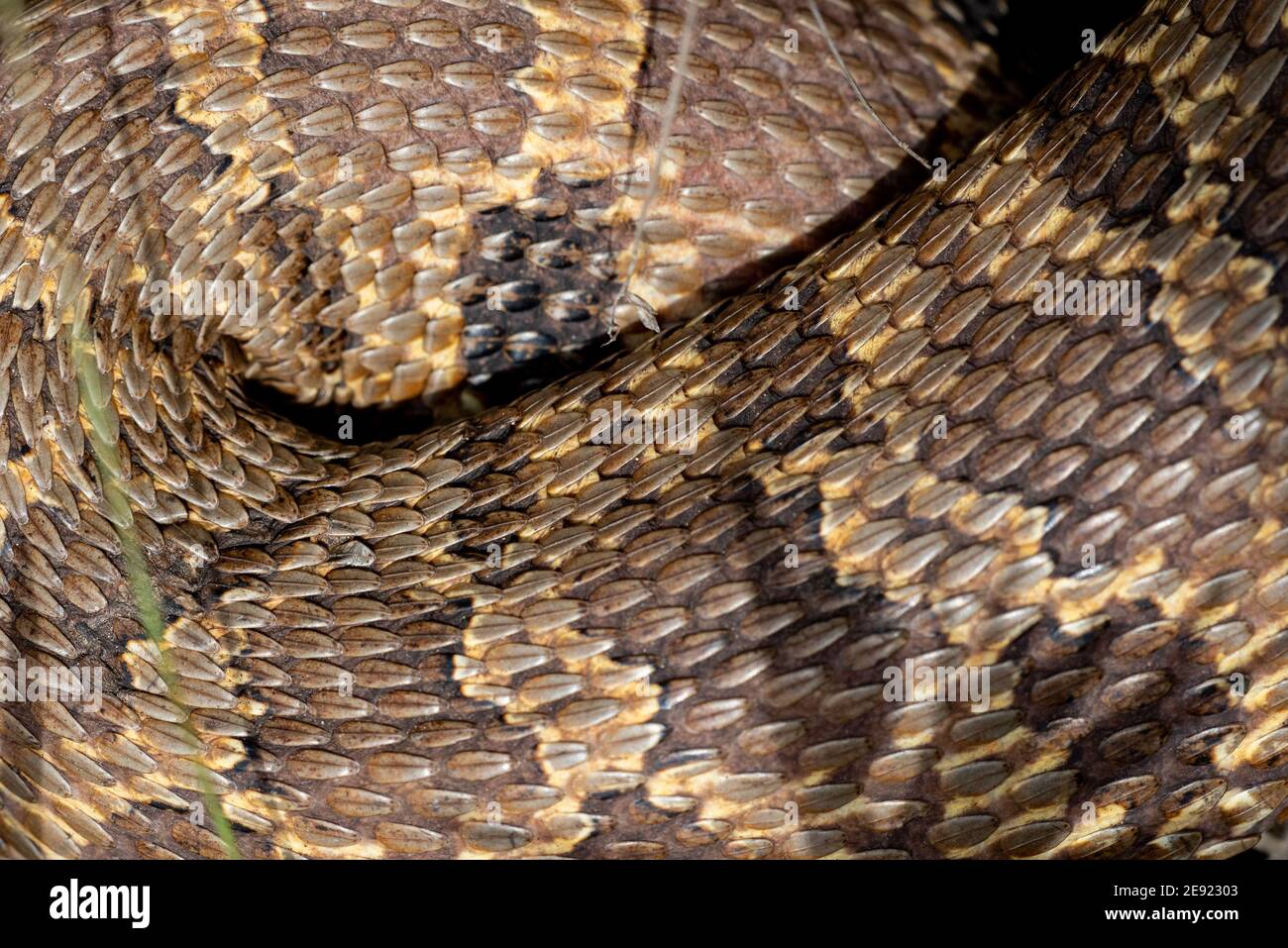 An Eastern Hognose Snake coiled beneath a bush in the Kettle Moriane in Wisconsin Stock Photo ...