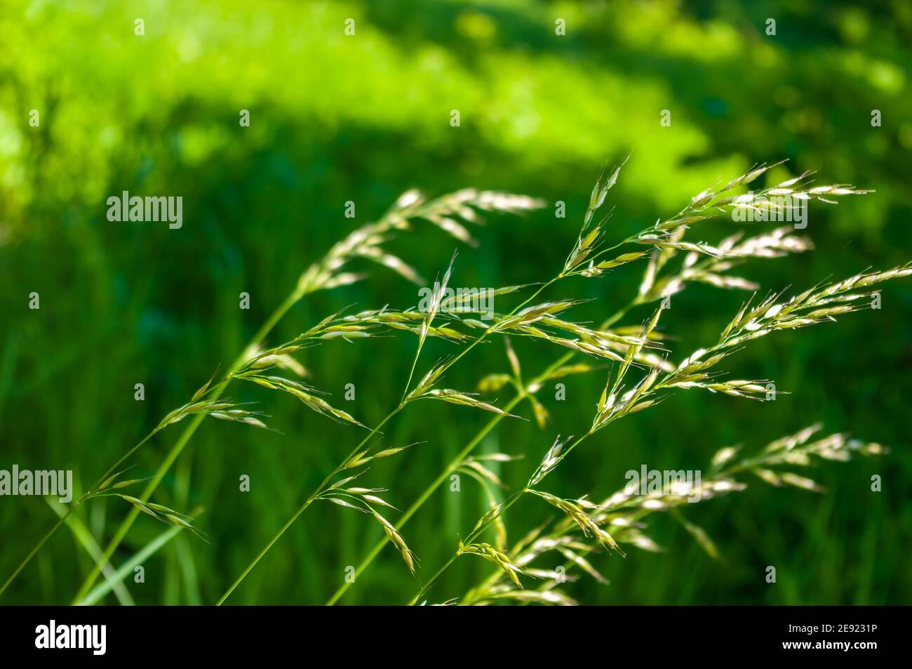 Spring Blooming field - bright green plants, grass and wildflowers with ...