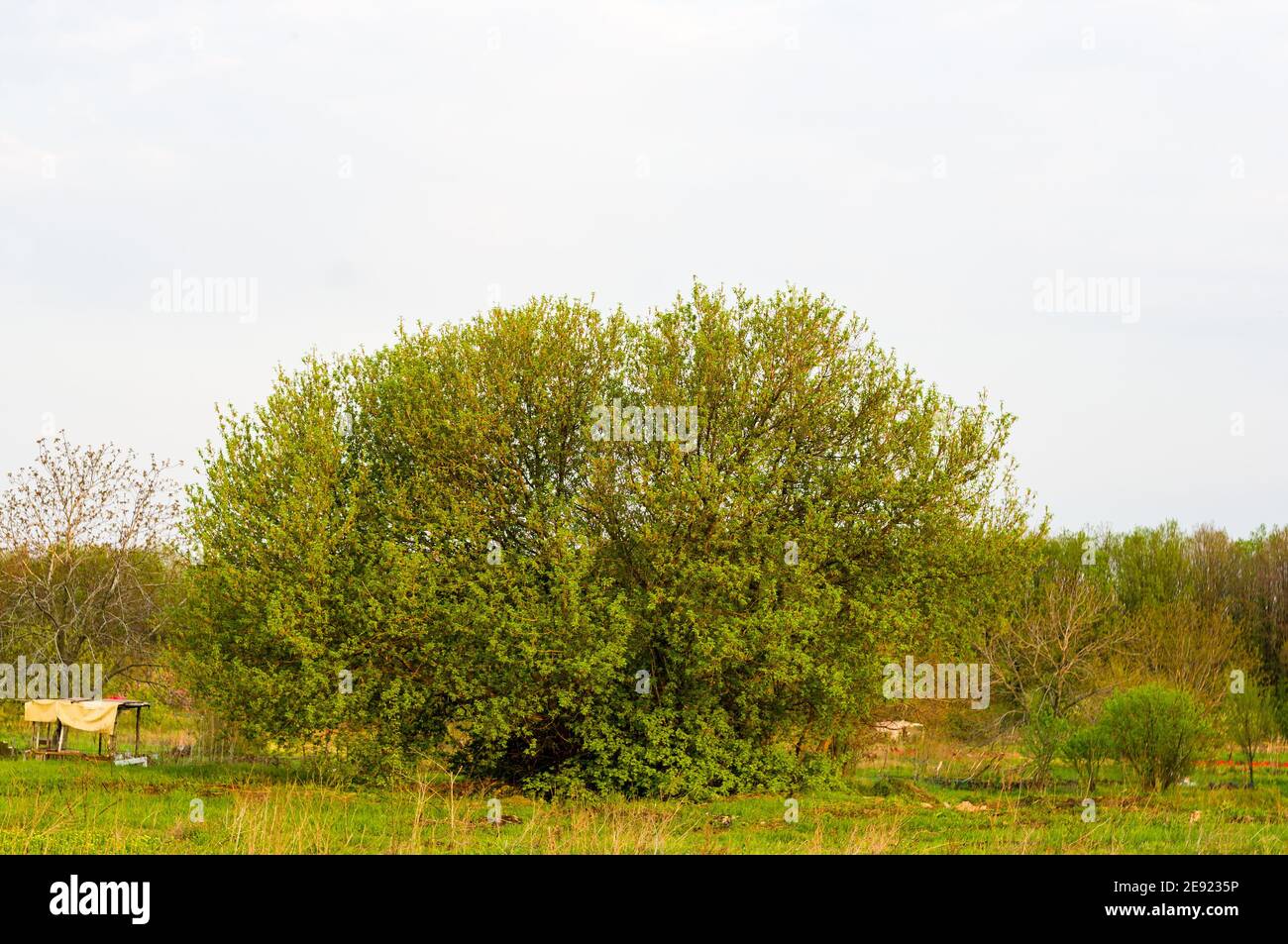 Spring landscape - bright green trees with young foliage on a bright ...