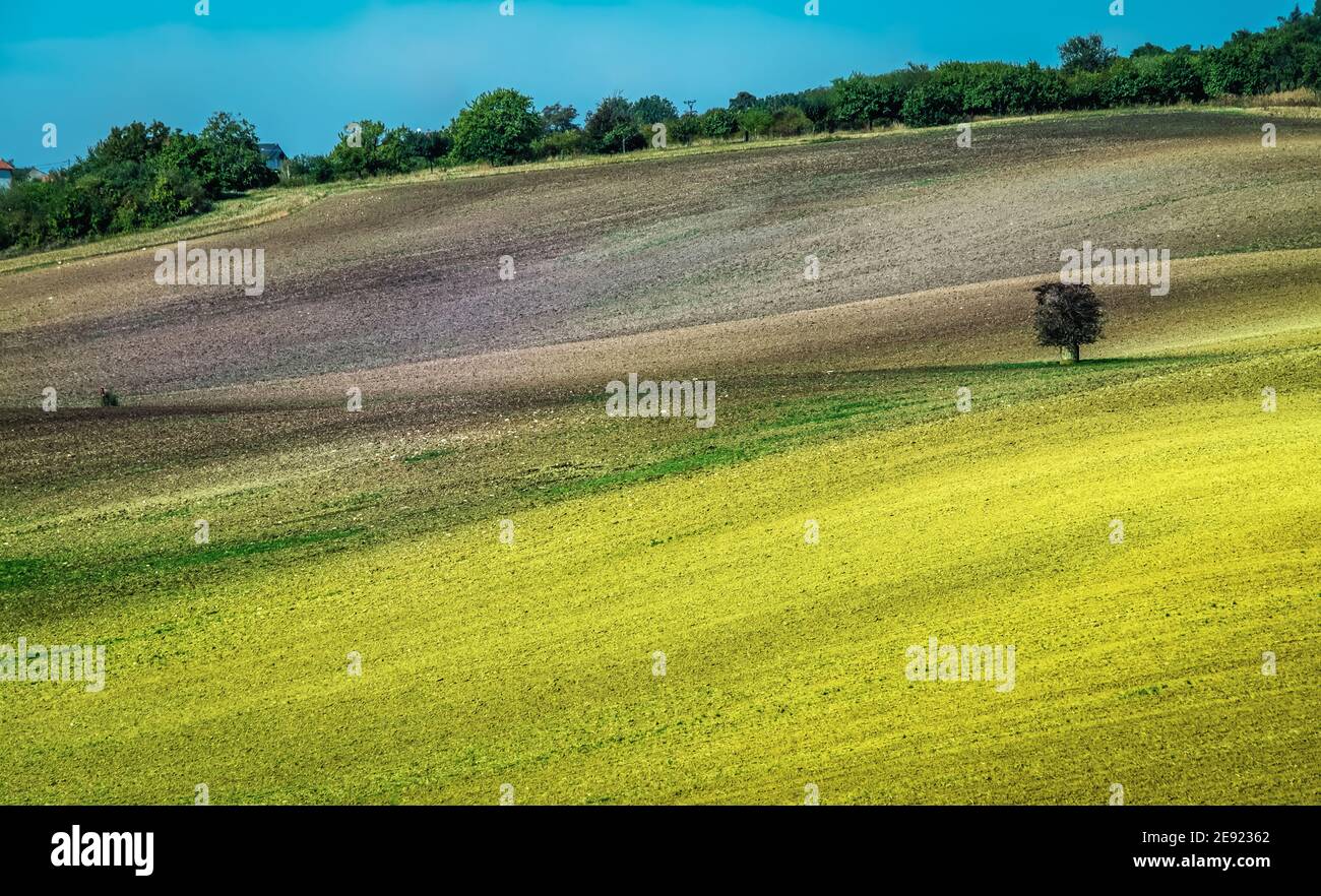 Lonely tree on an empty plowed field Stock Photo - Alamy