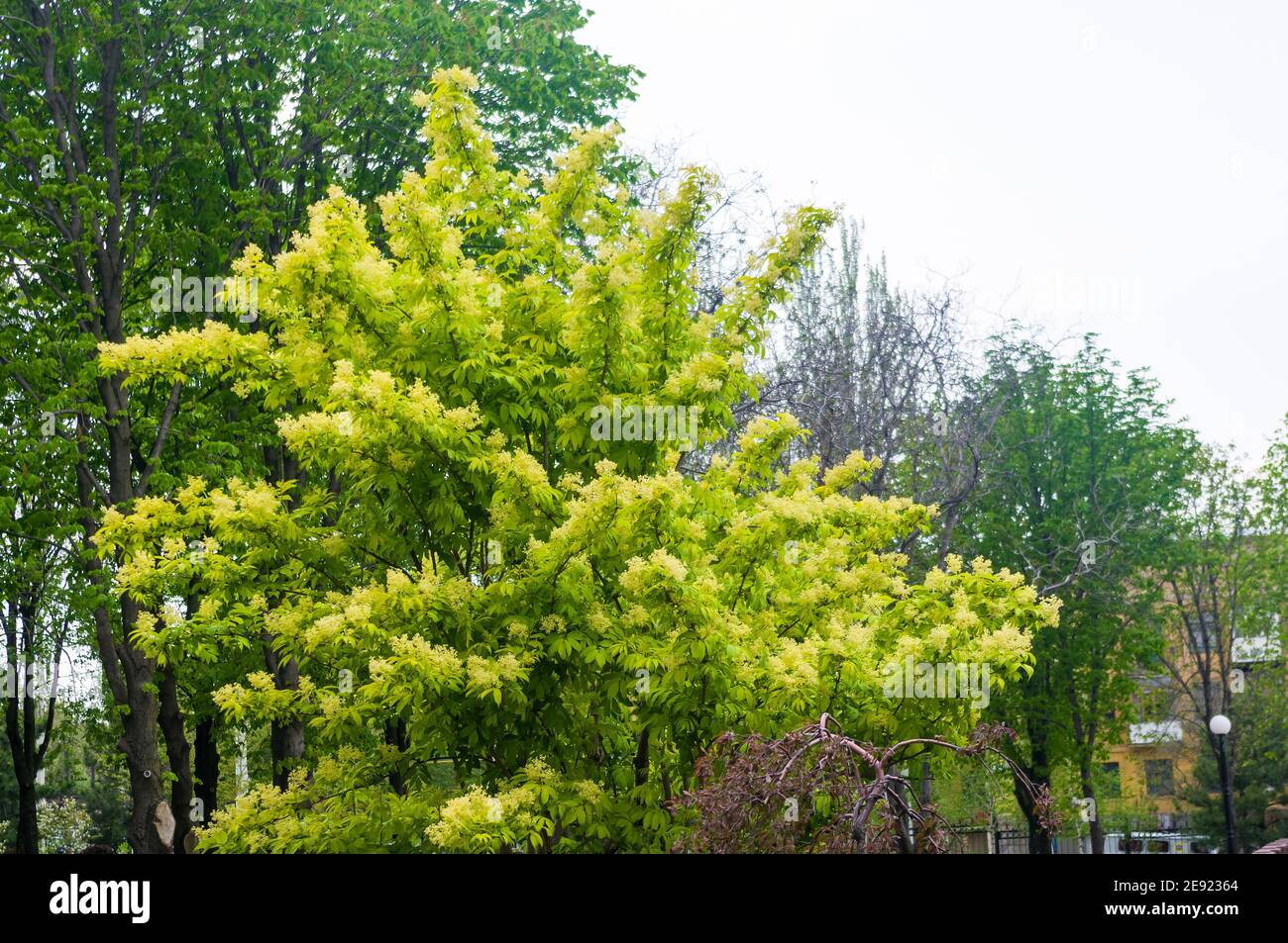 Spring landscape - bright green trees with young foliage on a bright ...