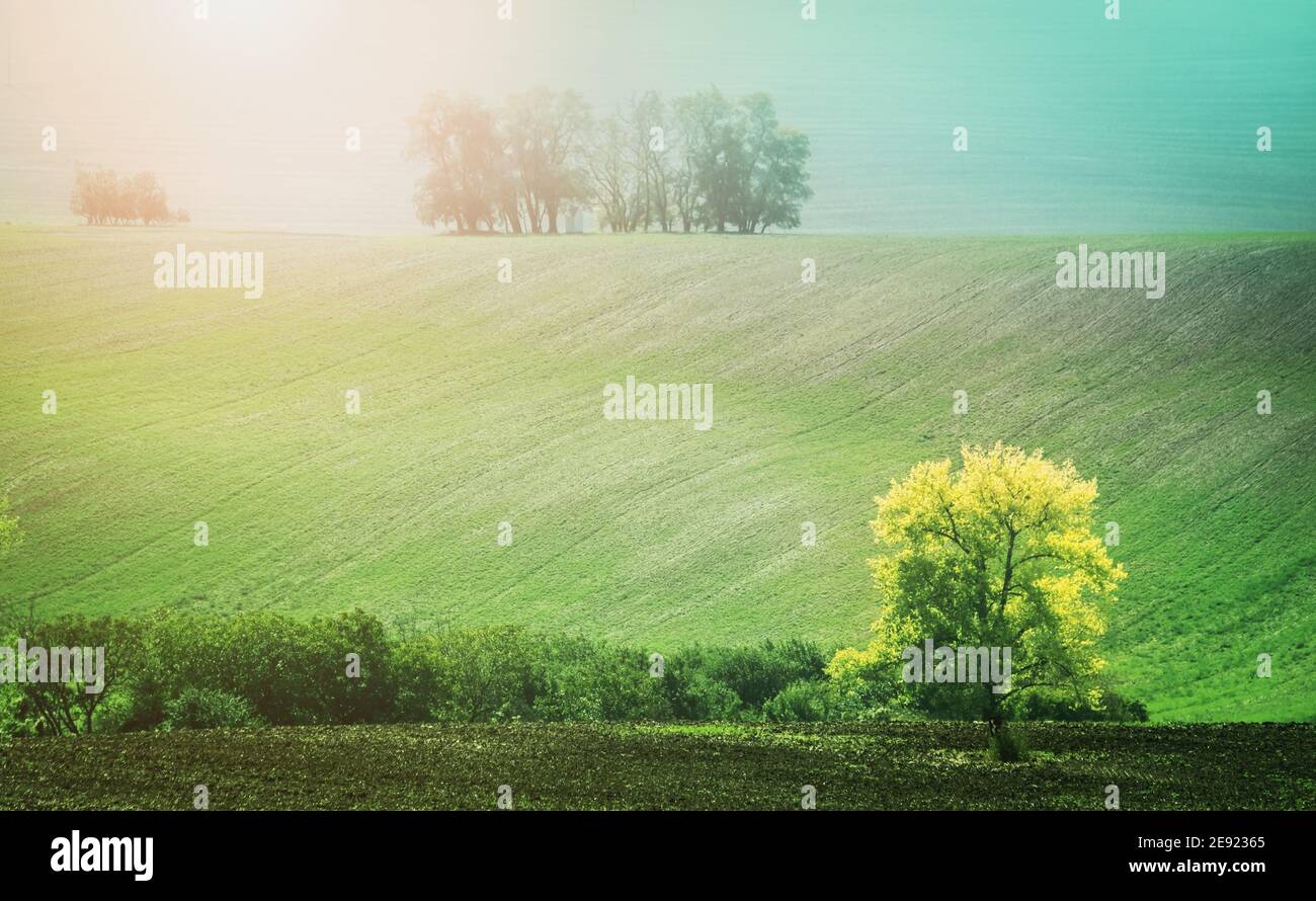 Beautiful moravian fields with green grass and lonely tree Stock Photo ...